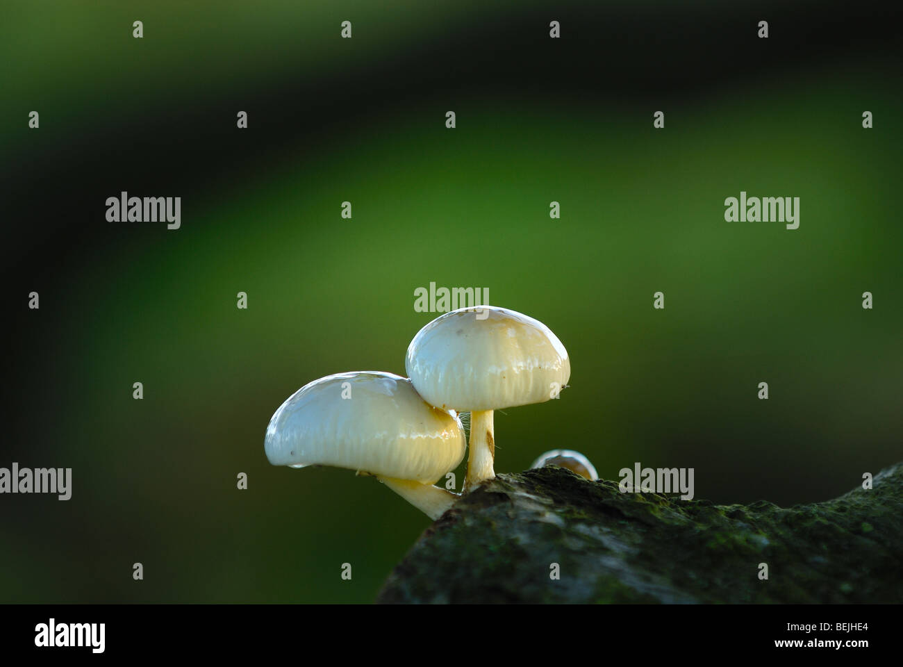 Porcelain fungus, Oudemansiella mucida, on dead tree in autumn, West ...