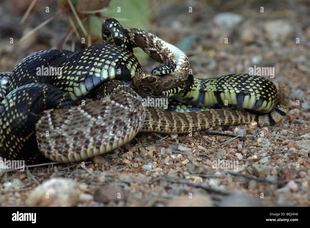 Common kingsnake lampropeltus getula eating hi-res stock photography ...