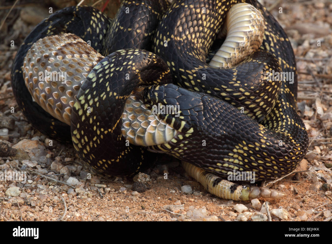 Common Kingsnake (Lampropeltus getula) eating Mohave Rattlesnake ...