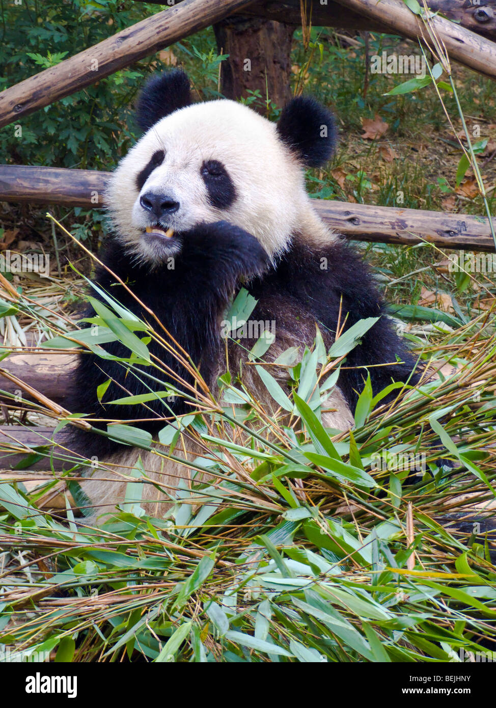 Adult Giant Panda at Chengdu Research Base of Giant Panda Breeding near ...