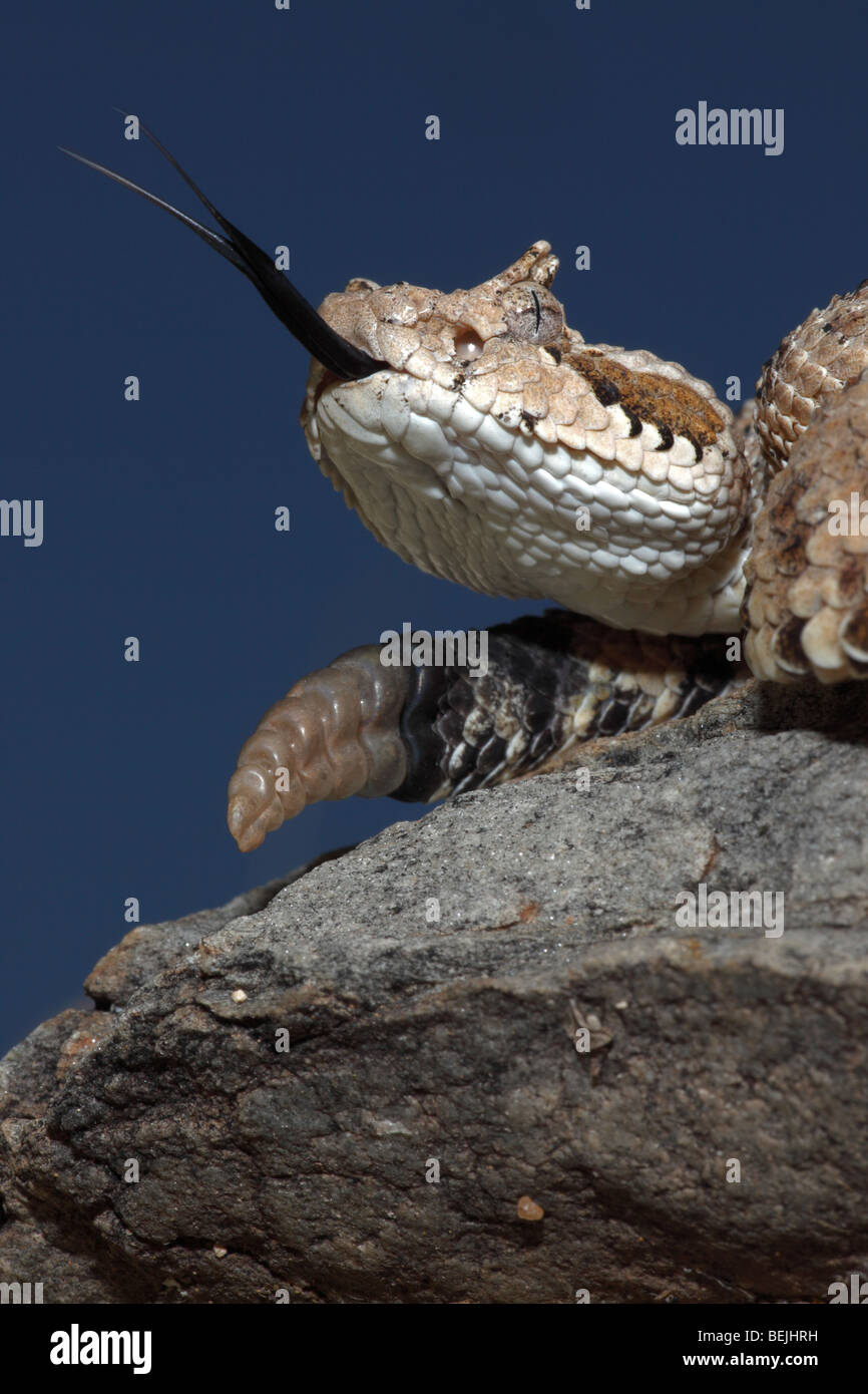 Sonoran Desert Sidewinder (Crotalus cerastes) - Arizona USA - Venomous ...