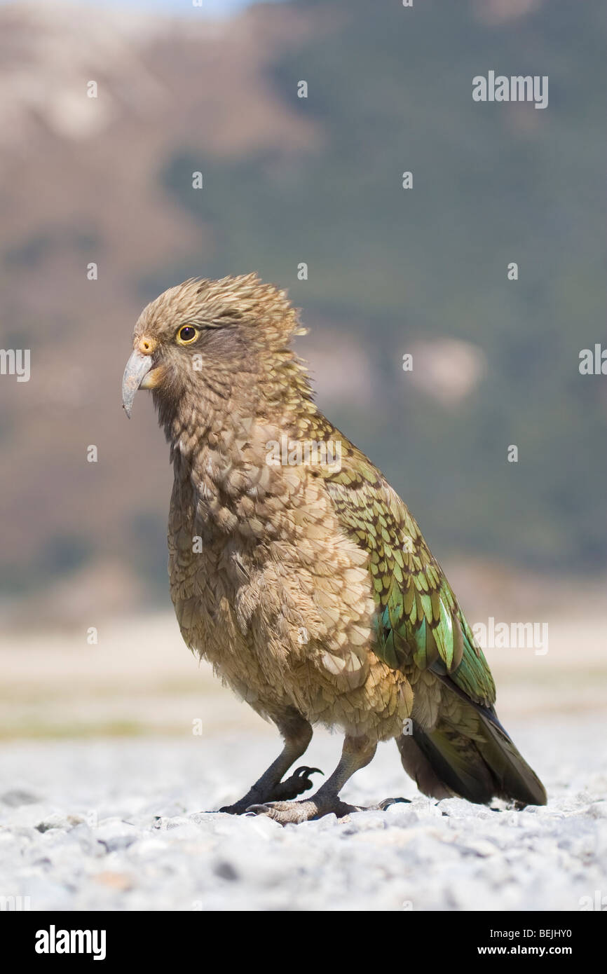 Juvenile Kea (Nestor notabilis) at Arthur's Pass, New Zealand Stock ...