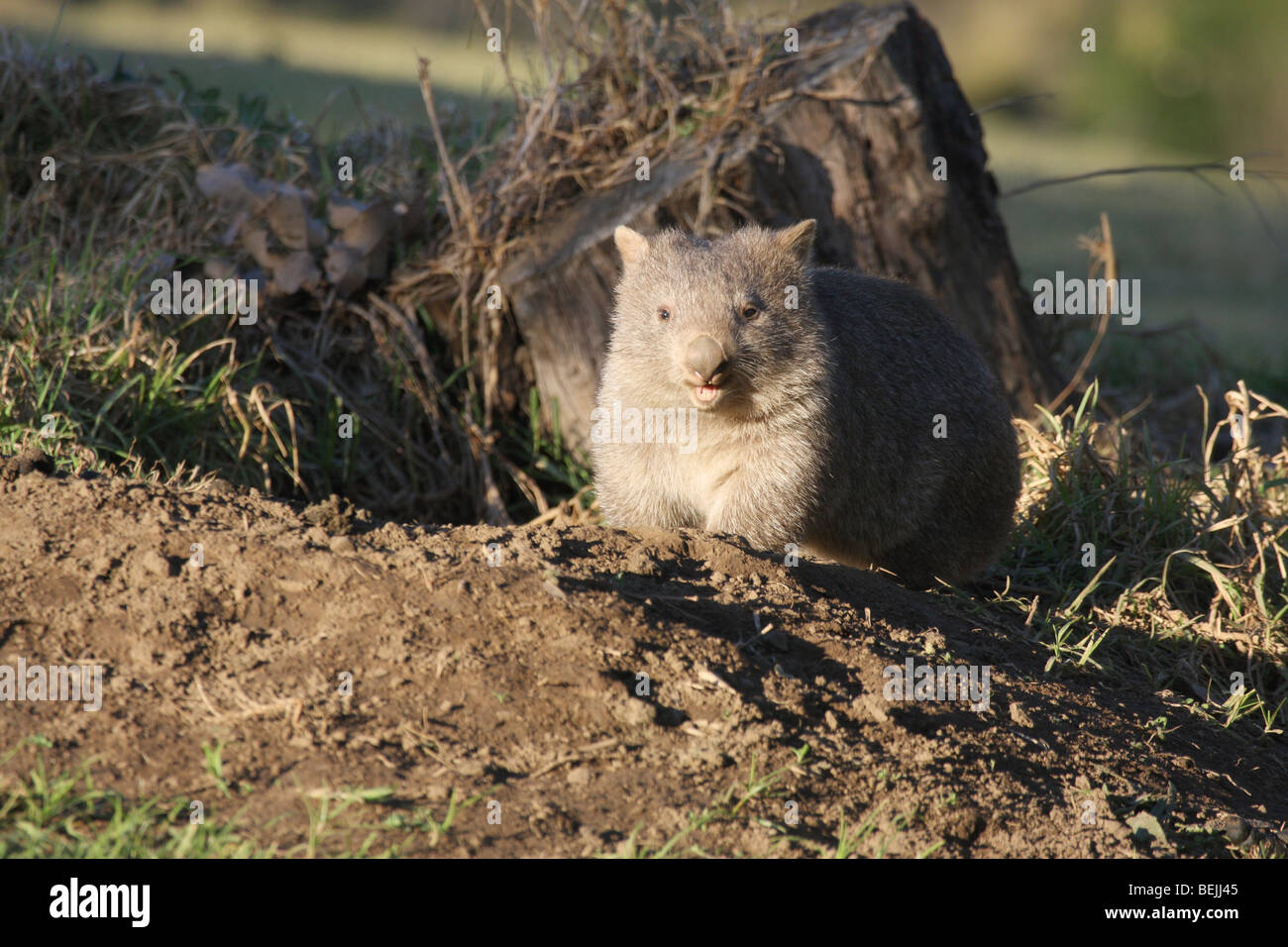 Wombat at burrow hi-res stock photography and images - Alamy