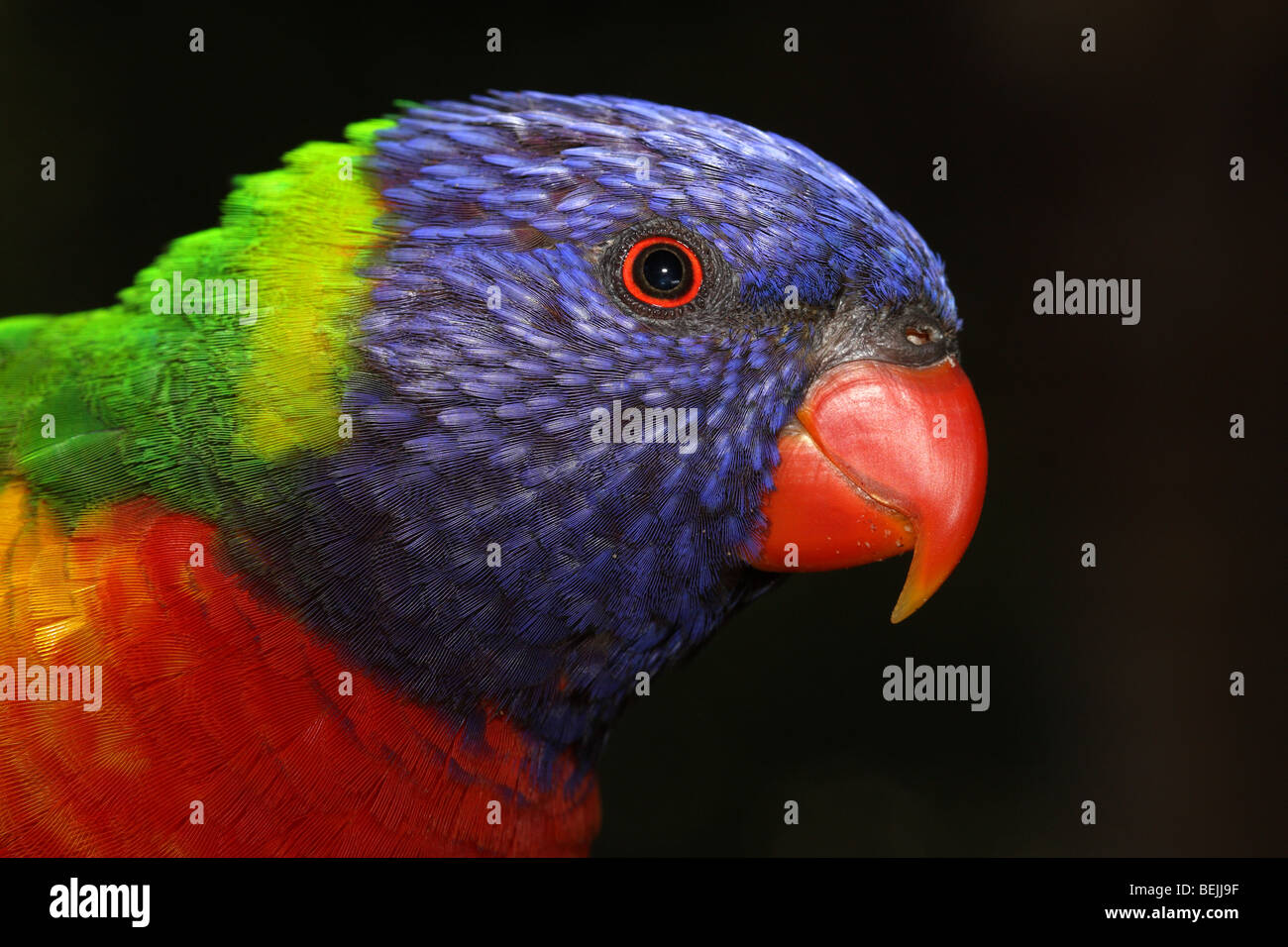 Rainbow lorikeet close-up Stock Photo - Alamy