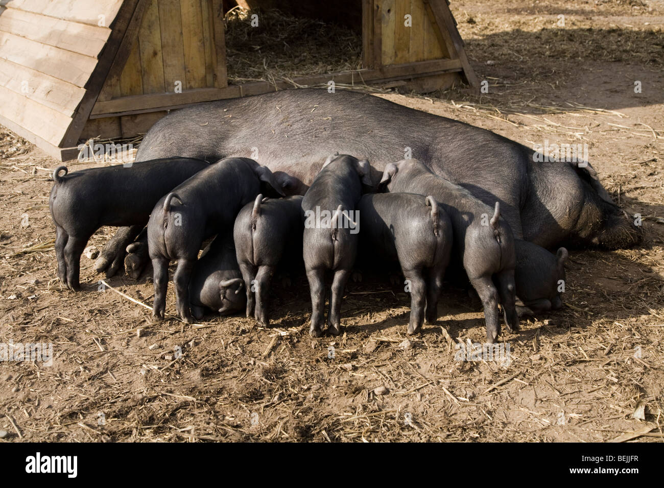 British black piglets hi-res stock photography and images - Alamy