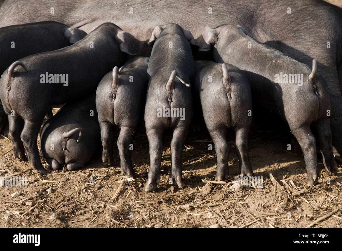 British black piglets hi-res stock photography and images - Alamy