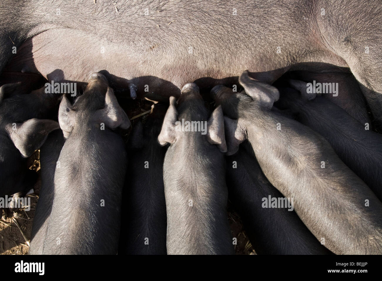 Large Black pedigree sow pig, also known as a Cornish Black, suckling ...