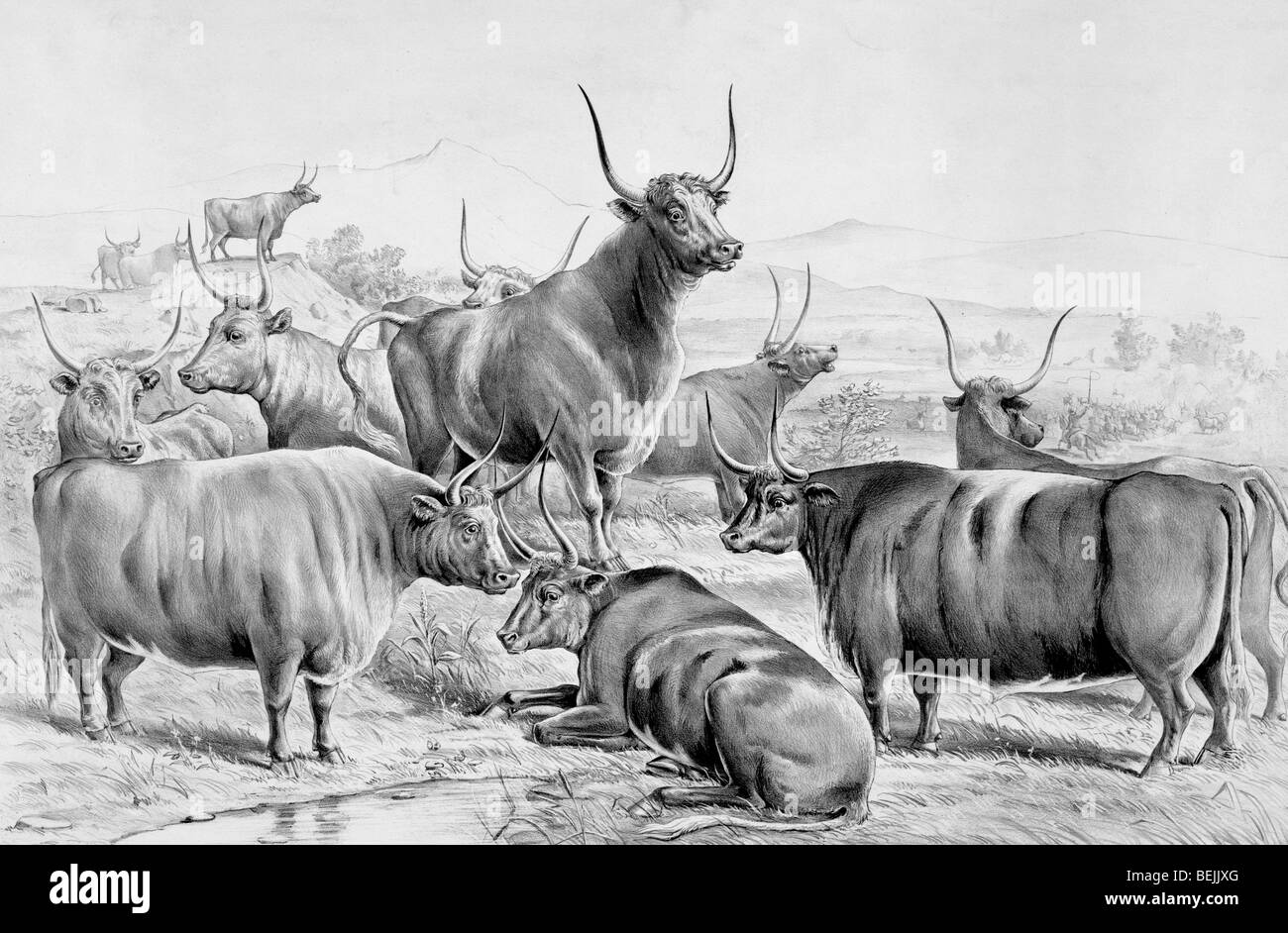 Prize cattle hi-res stock photography and images - Alamy