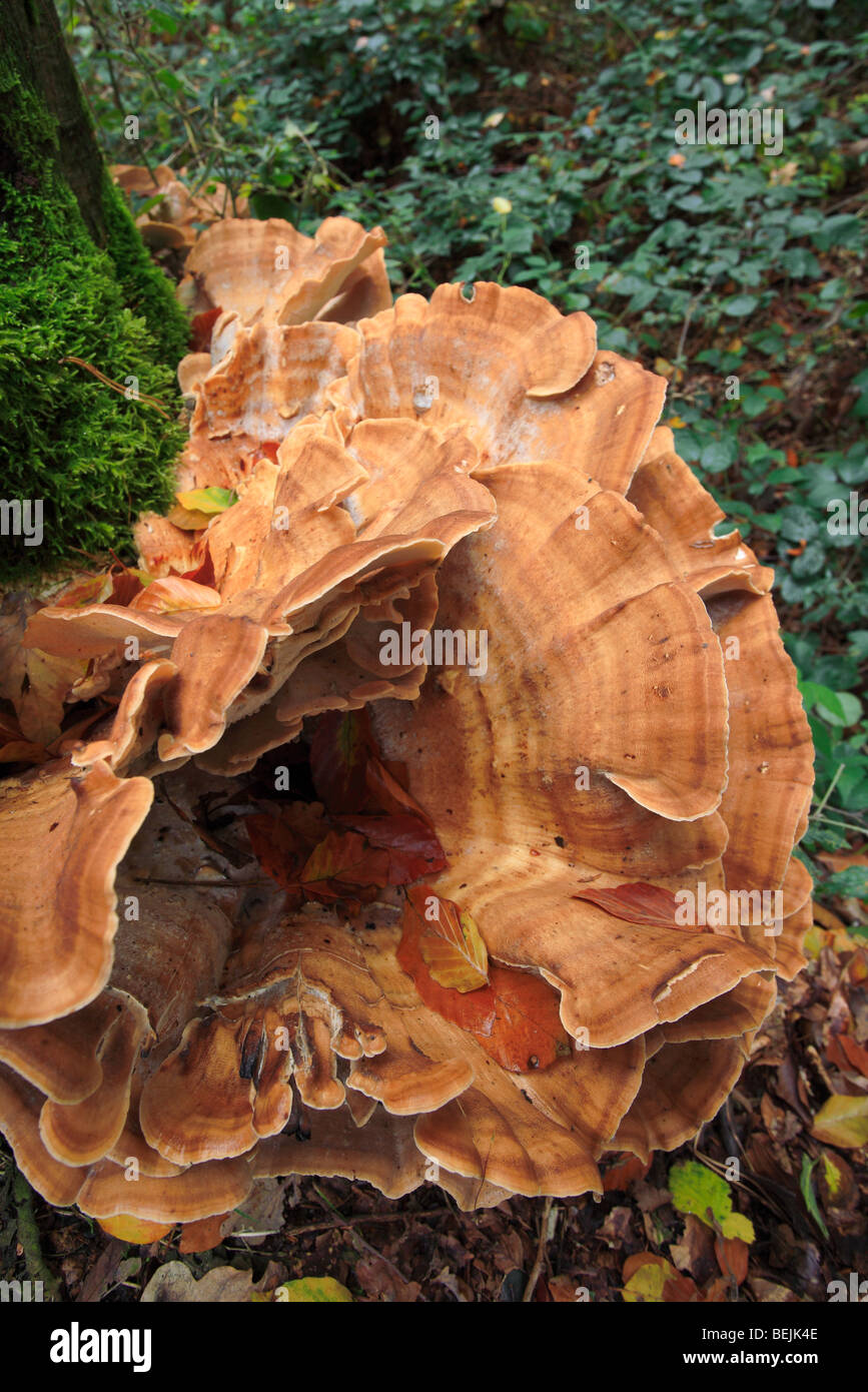 Giant polypore bracket fungus / black-staining polypore (Meripilus ...