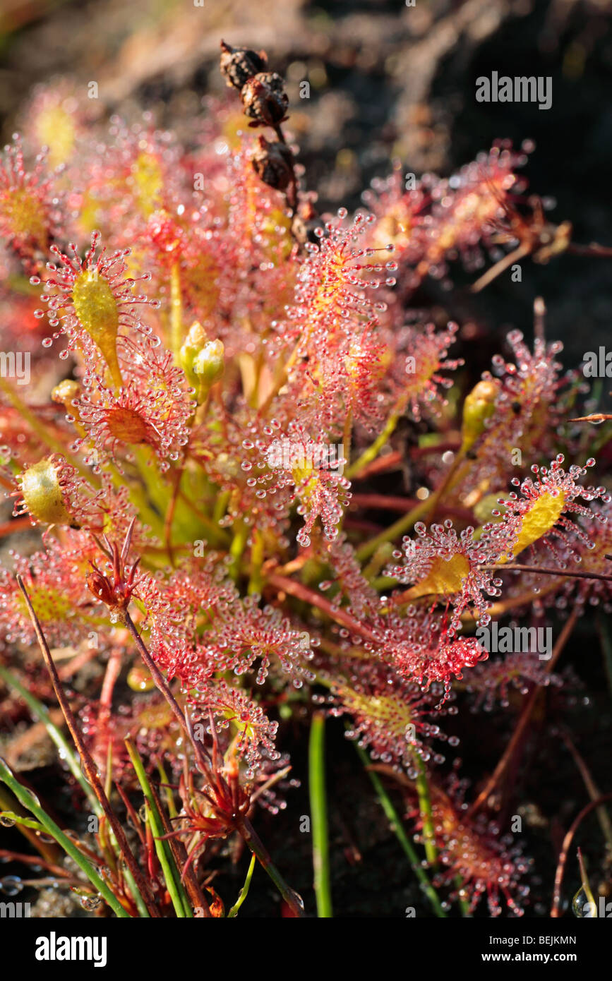 Oblong-leaved sundew / Spoonleaf sundew (Drosera intermedia), Belgium ...