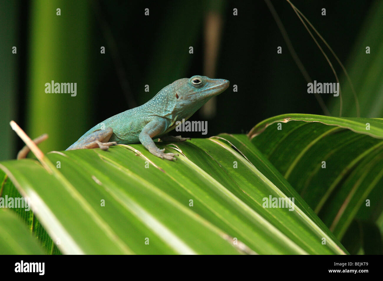 Anolis grahami, Nature reserve, Nonsuch Island, St. George's Parish ...