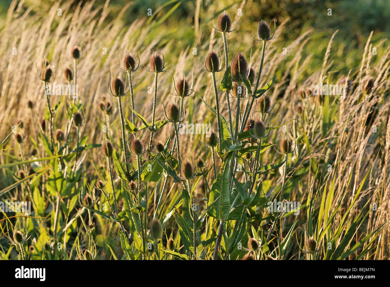 Common teasel hi-res stock photography and images - Alamy