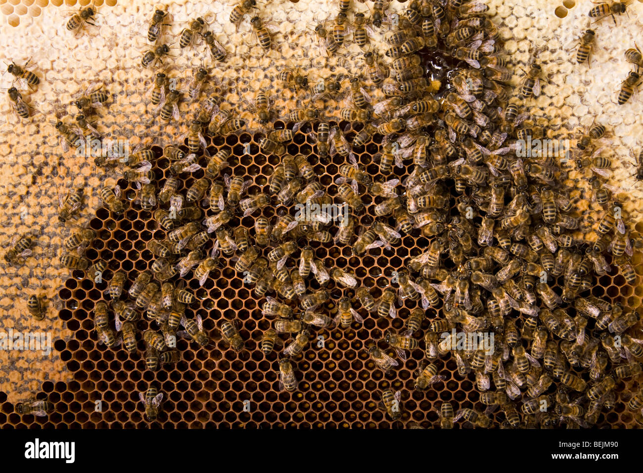 A frame of honey, and honey bees Stock Photo - Alamy
