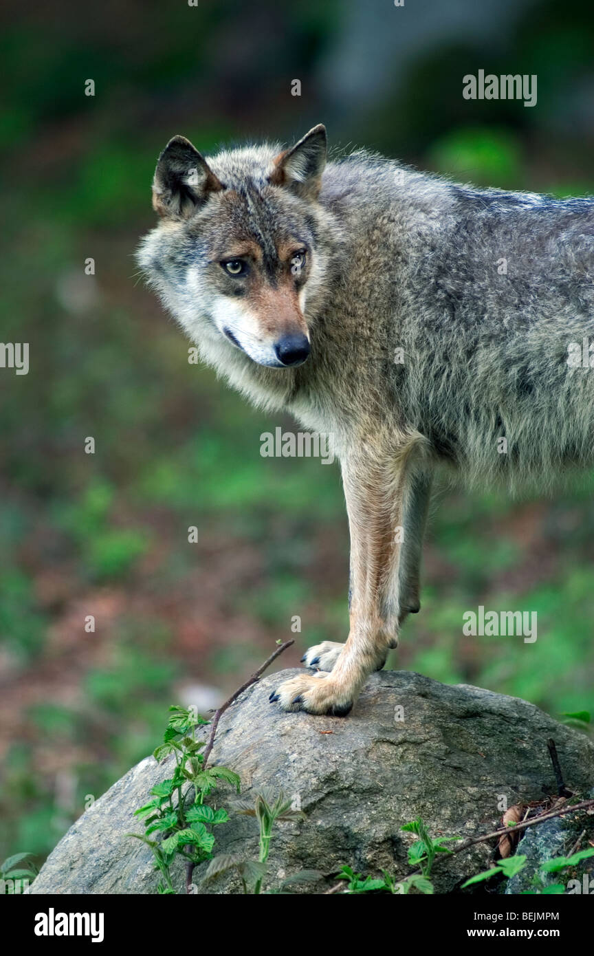 Wolf (Canis lupus) on rock in forest, Germany Stock Photo - Alamy