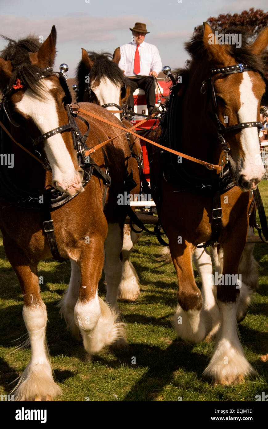Shire horse walking hi-res stock photography and images - Alamy