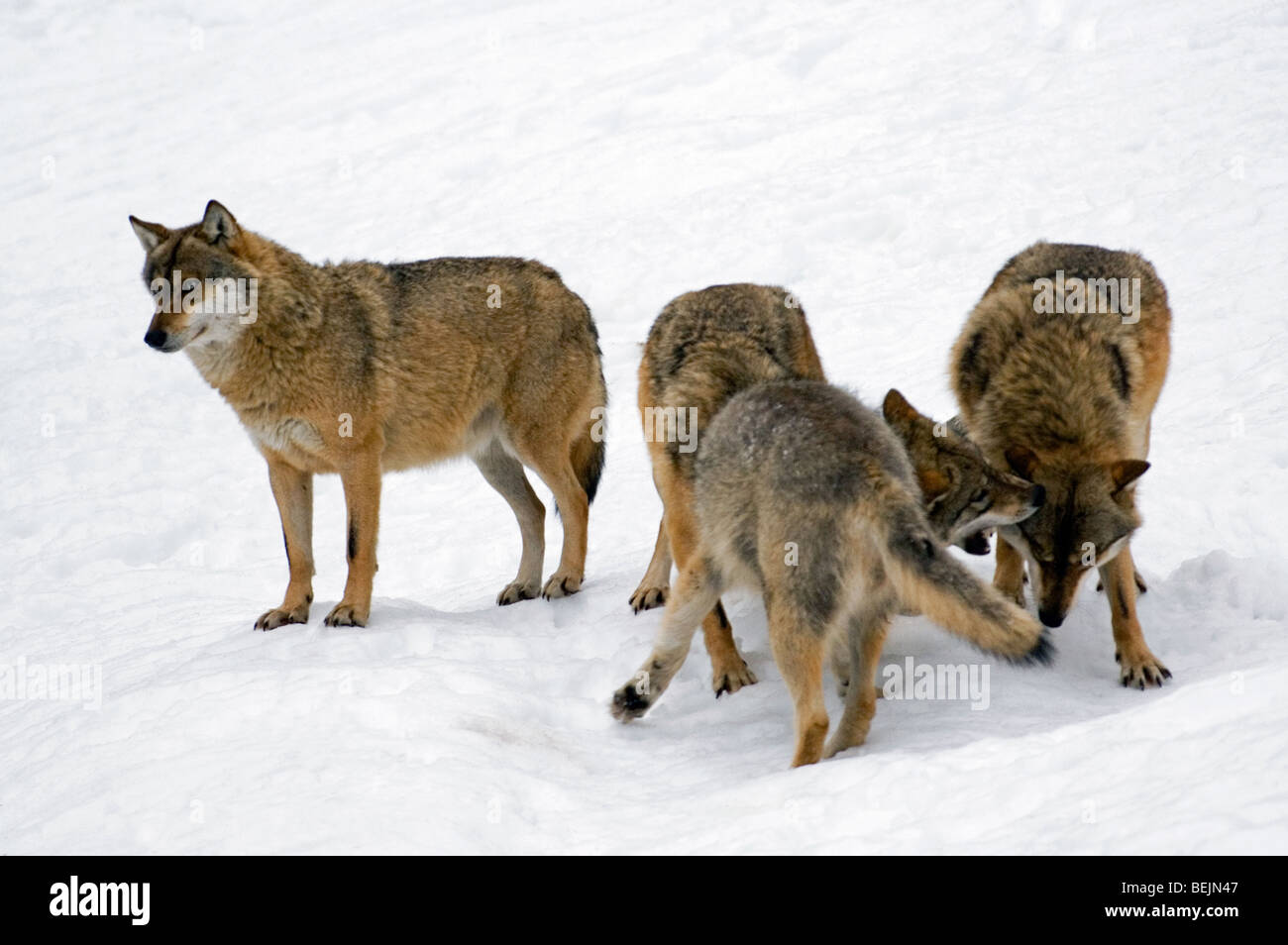 Gray wolf dominance behavior hi-res stock photography and images - Alamy
