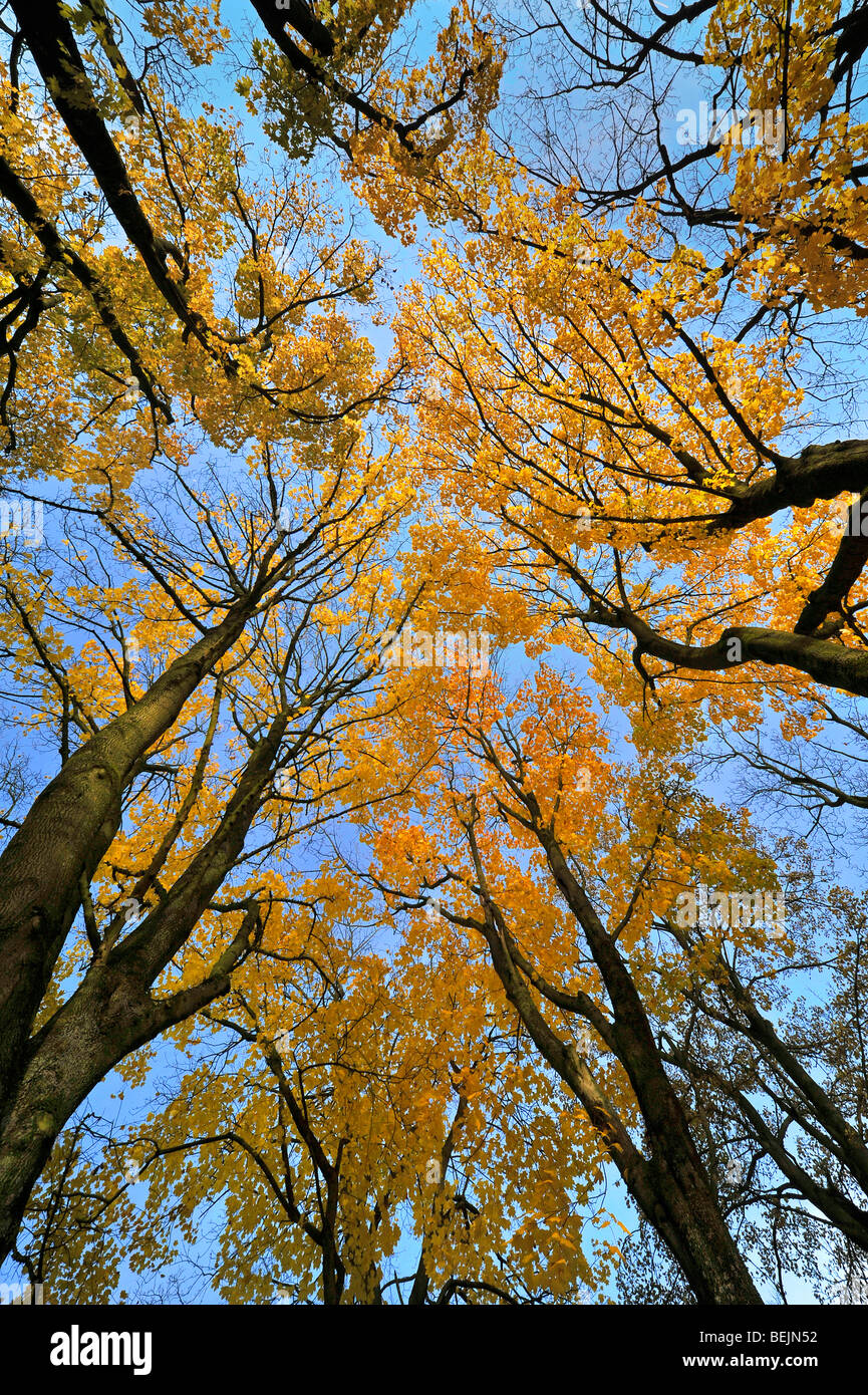 Norway maple tree (Acer platanoides) in autumn colours Stock Photo - Alamy