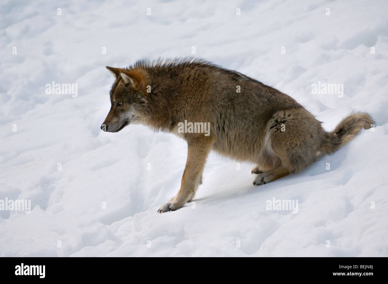 Wolf sitting hi-res stock photography and images - Alamy