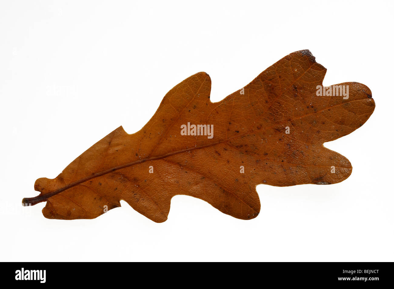 English oak tree quercus robur in autumn colours Cut Out Stock Images ...