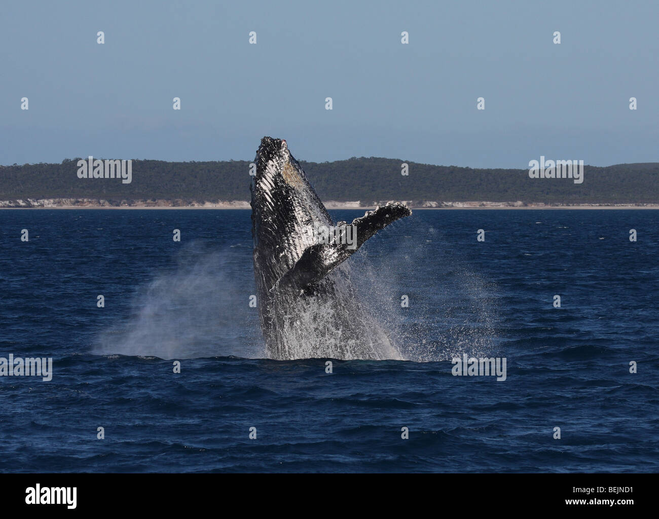 Breaching humpback whale Stock Photo - Alamy