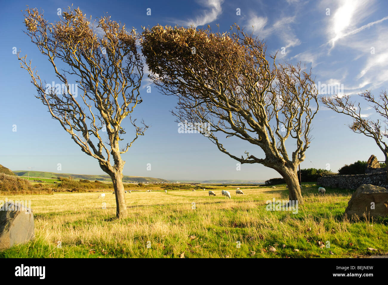 Wind blown tree hi-res stock photography and images - Alamy