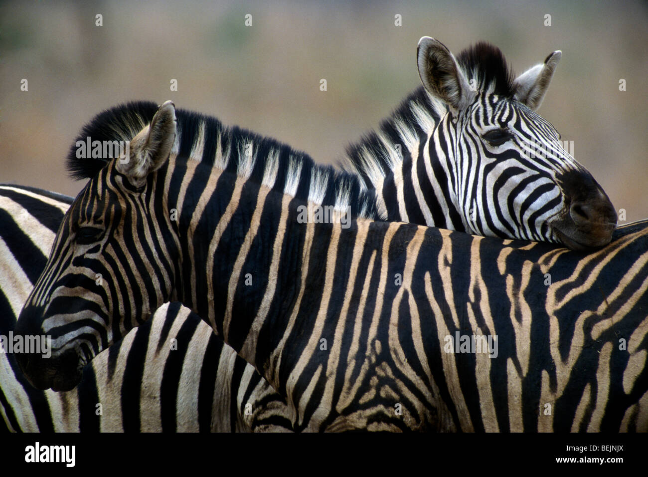 Grooming zebras hi-res stock photography and images - Alamy