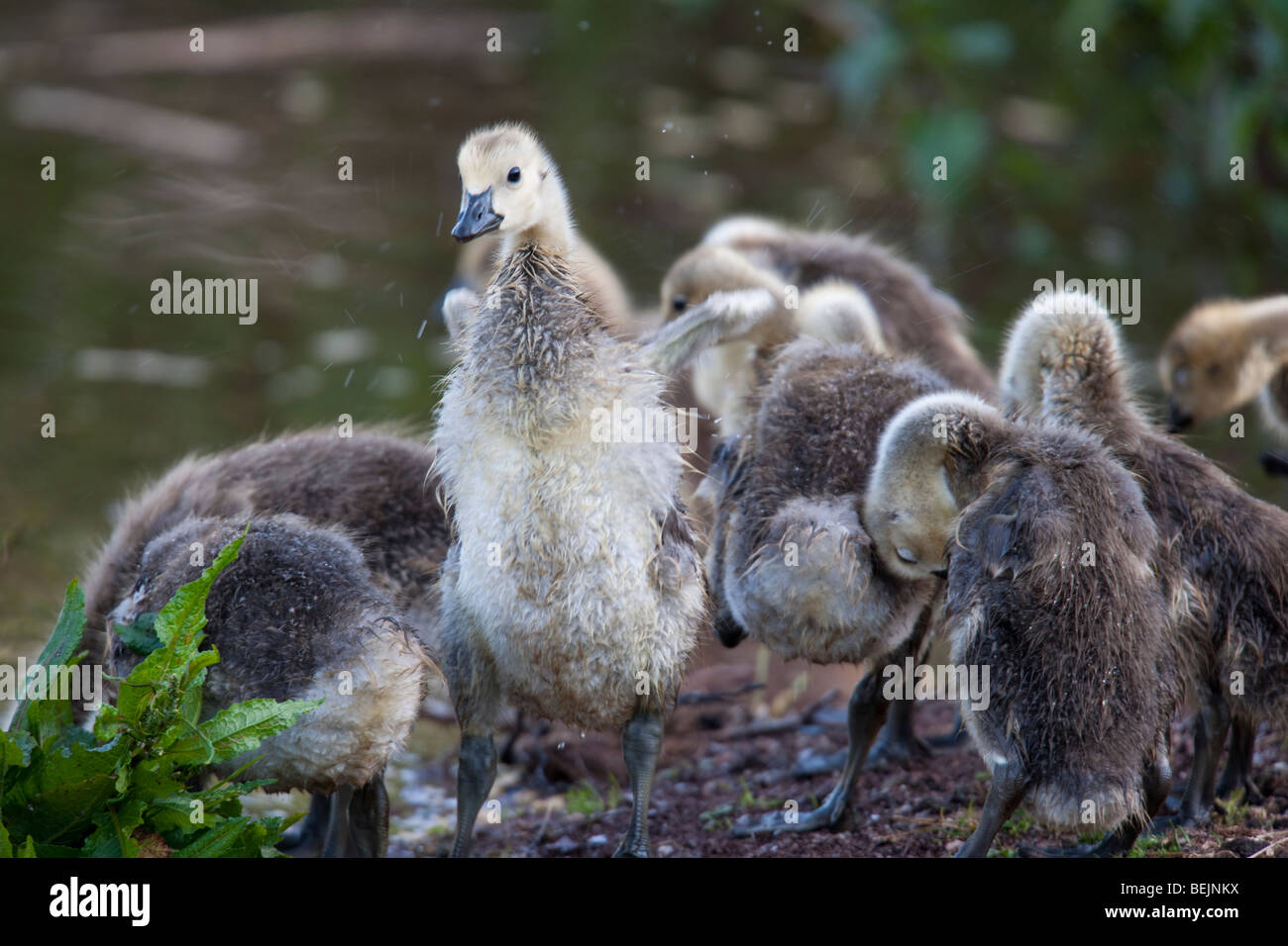 Gosling goslings hi-res stock photography and images - Alamy