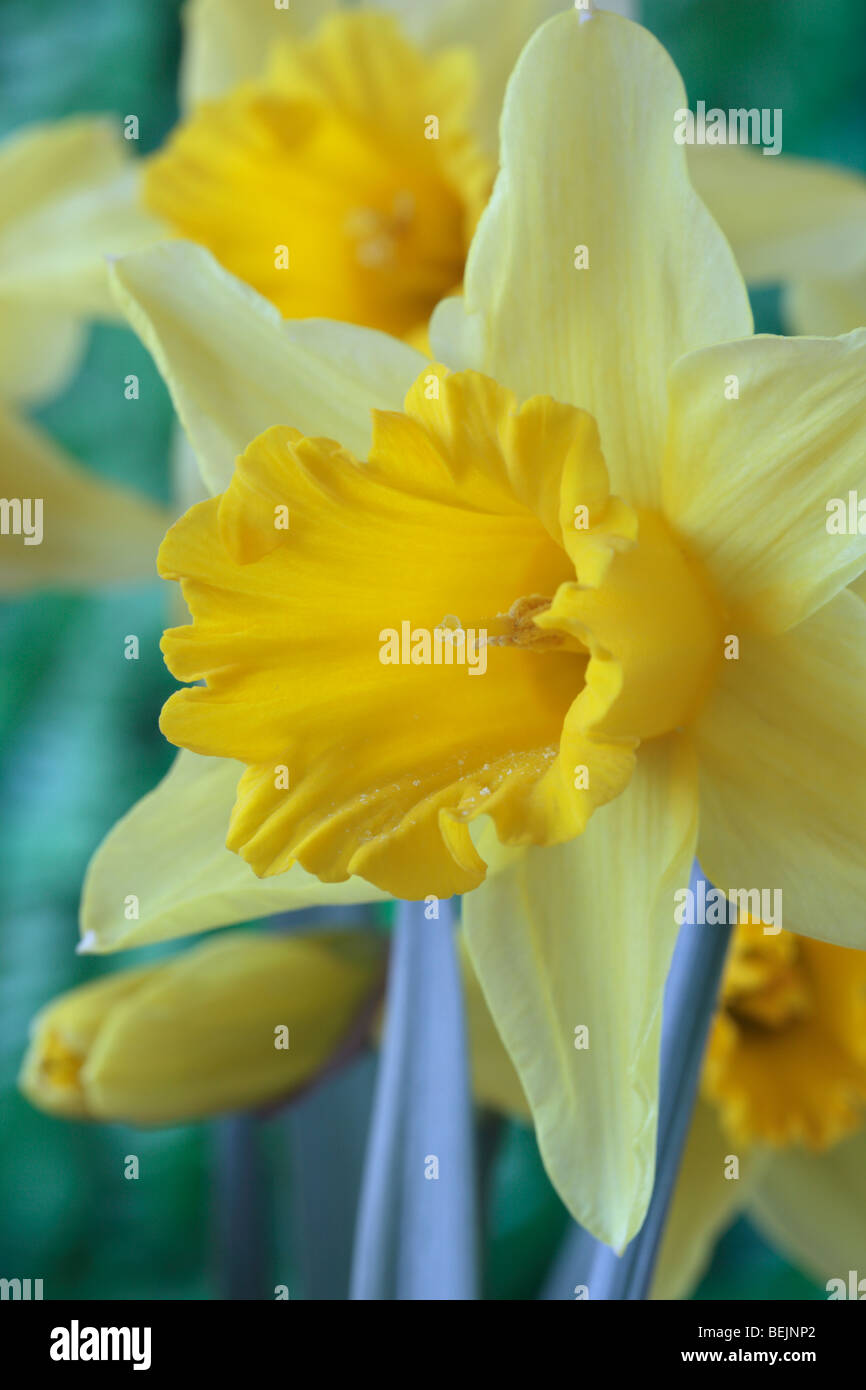Narcissus 'Tamara' (Daffodil) Div.1 Trumpet Stock Photo - Alamy