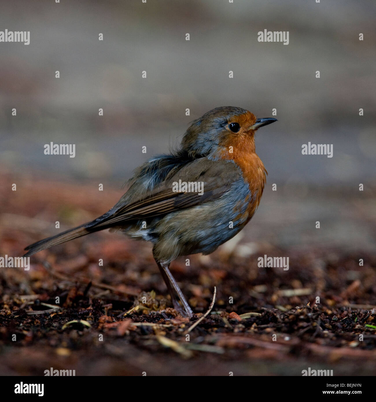 Juvenile European Robin standing on the ground Stock Photo - Alamy