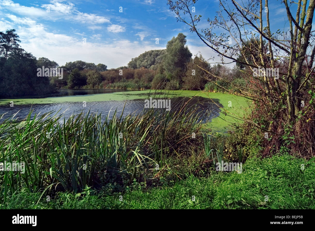 Pond in nature reserve in Flanders, Belgium Stock Photo - Alamy
