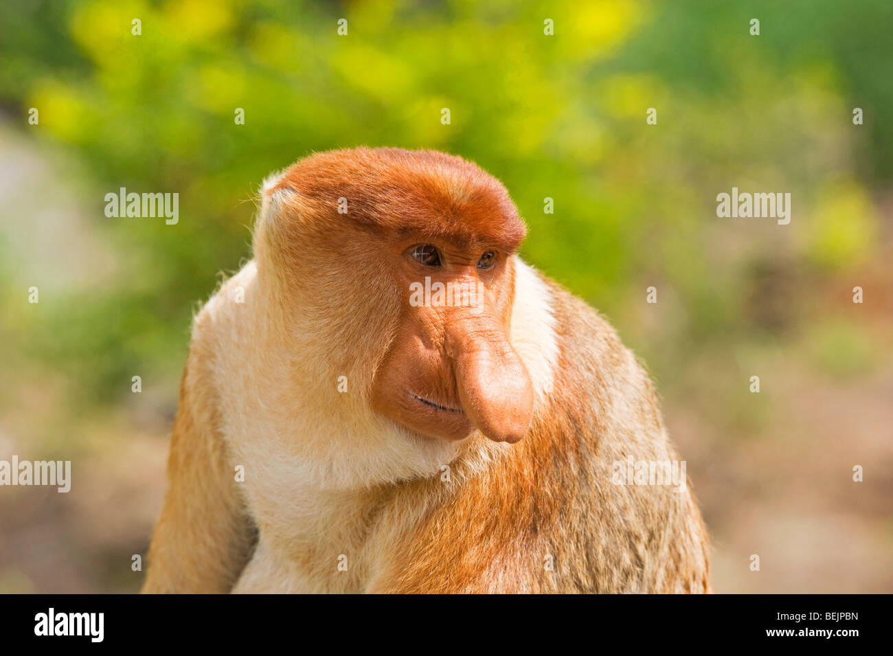 Bay of the monkeys hi-res stock photography and images - Alamy