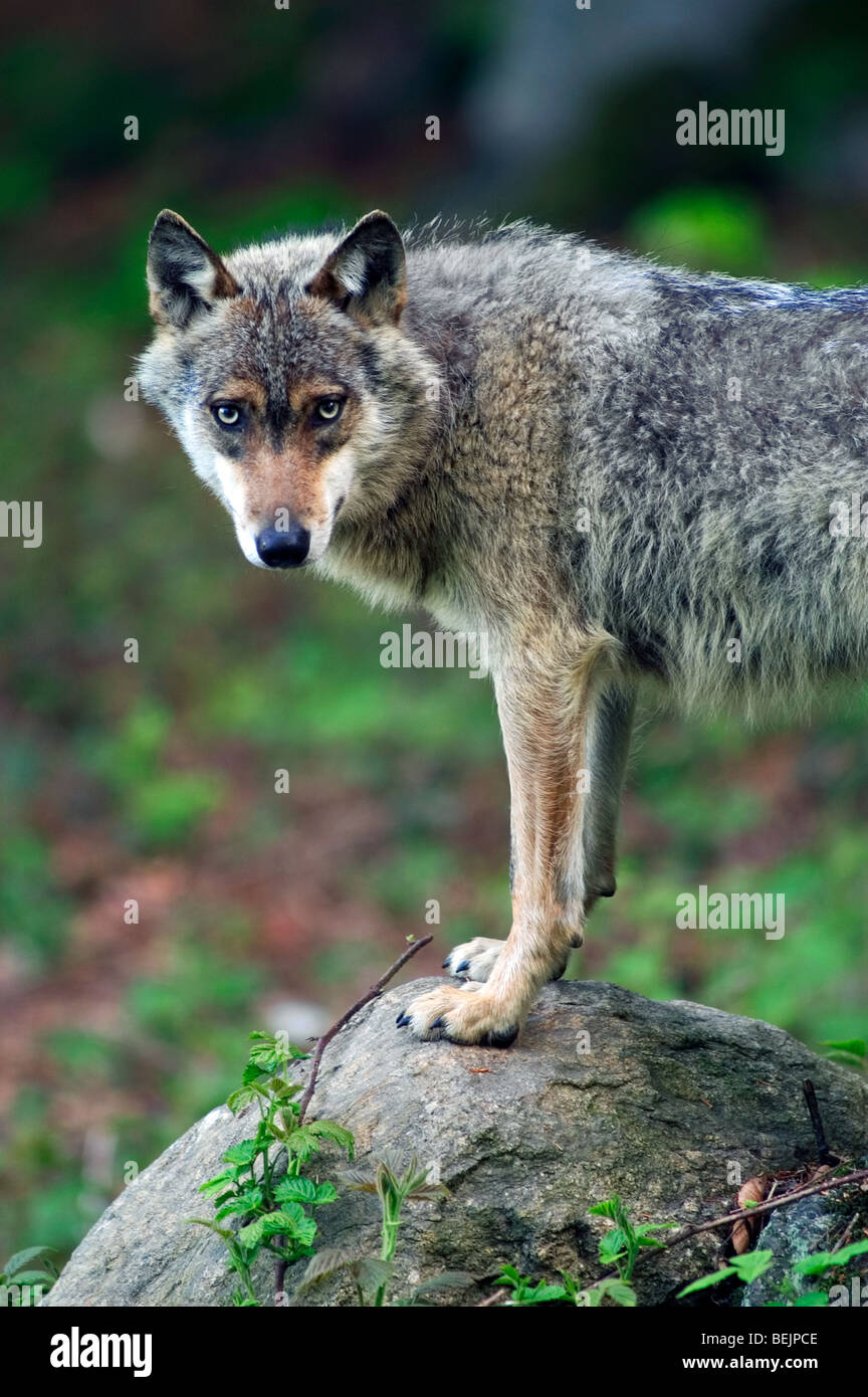 Wolf (Canis lupus) on rock in forest, Germany Stock Photo - Alamy