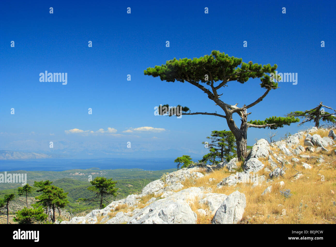Pine tree below Sv. Nikola peak on Hvar Island, Croatia Stock Photo - Alamy