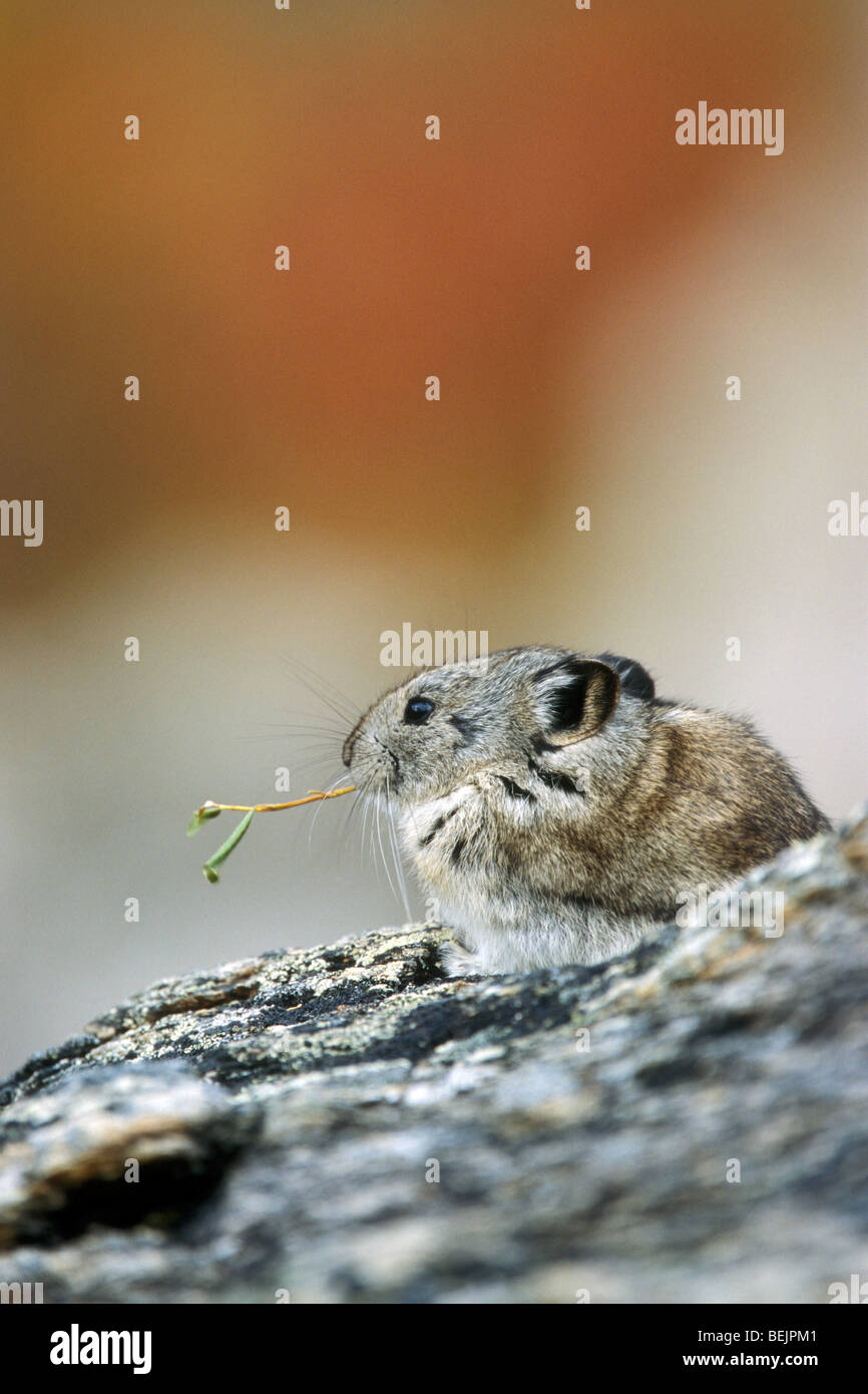 Pika plant hi-res stock photography and images - Alamy