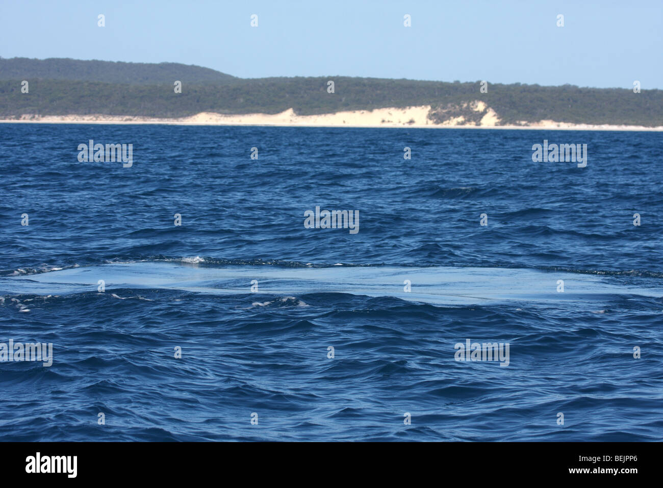 Humpback whale footprint Stock Photo - Alamy