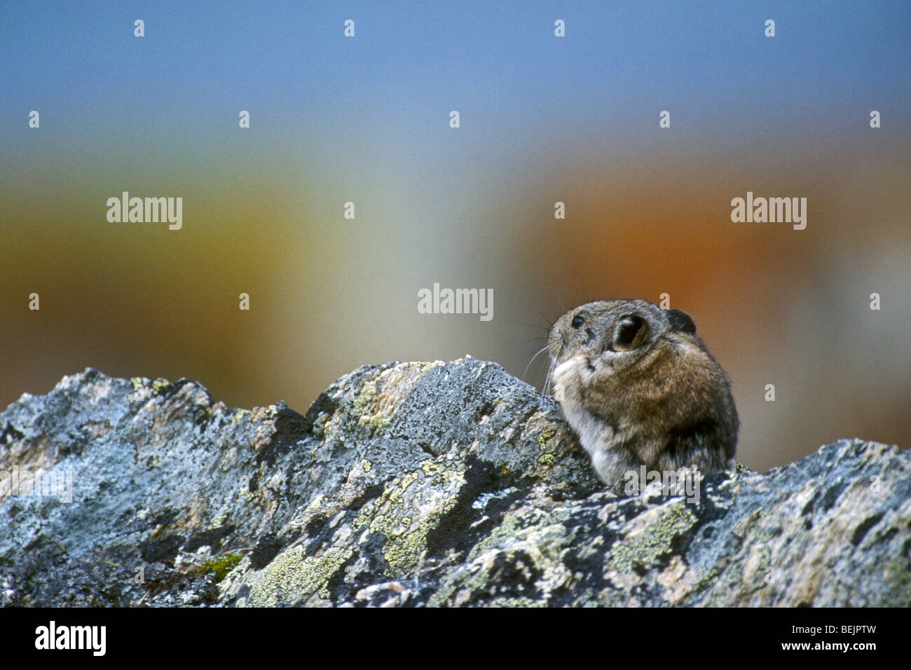 North American pika (Ochotona princeps) on the lookout on rock in ...