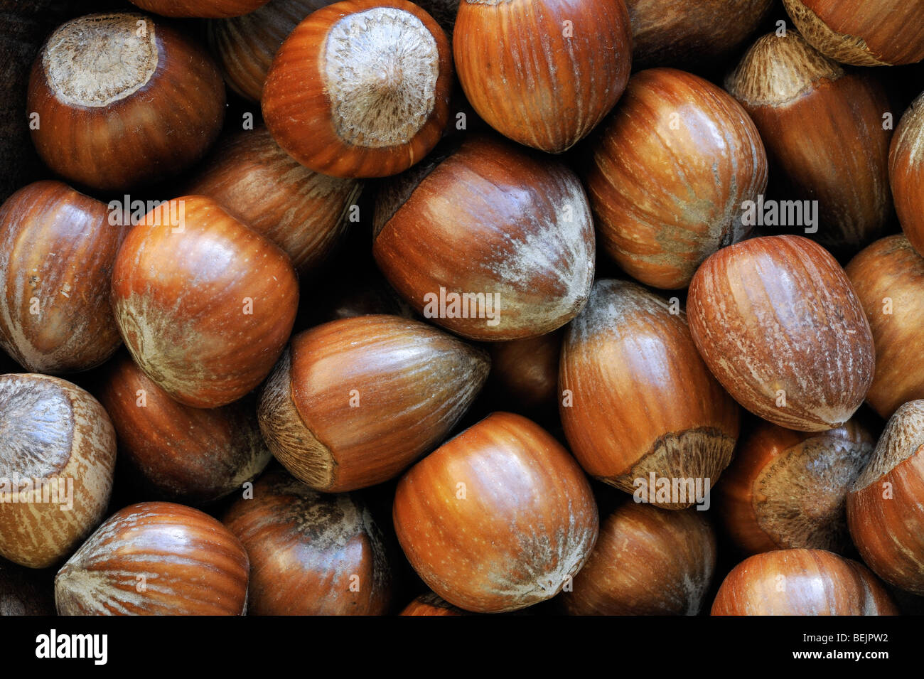 Hazelnuts of common hazel (Corylus avellana) harvested in autumn Stock ...