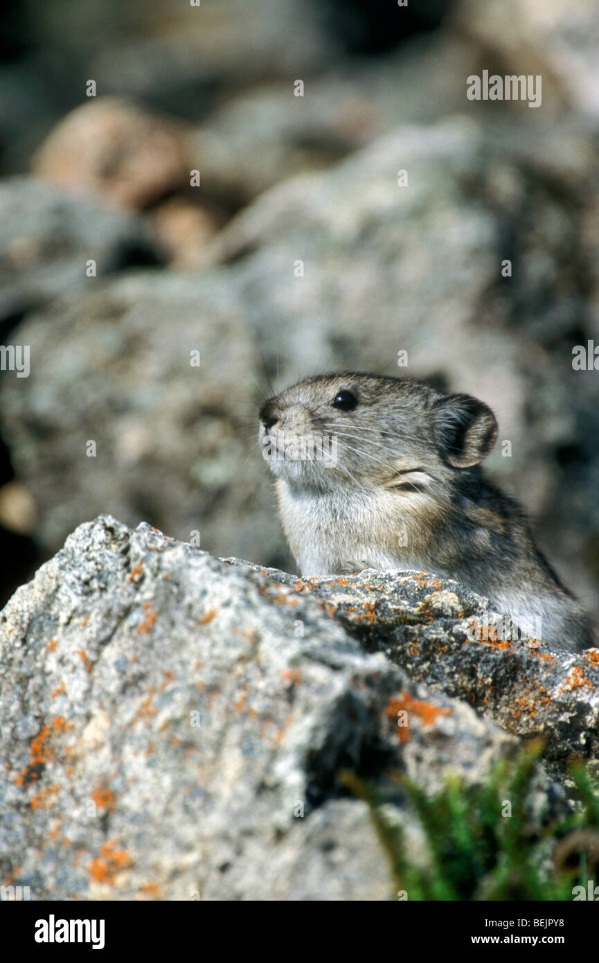 North american pika hi-res stock photography and images - Alamy