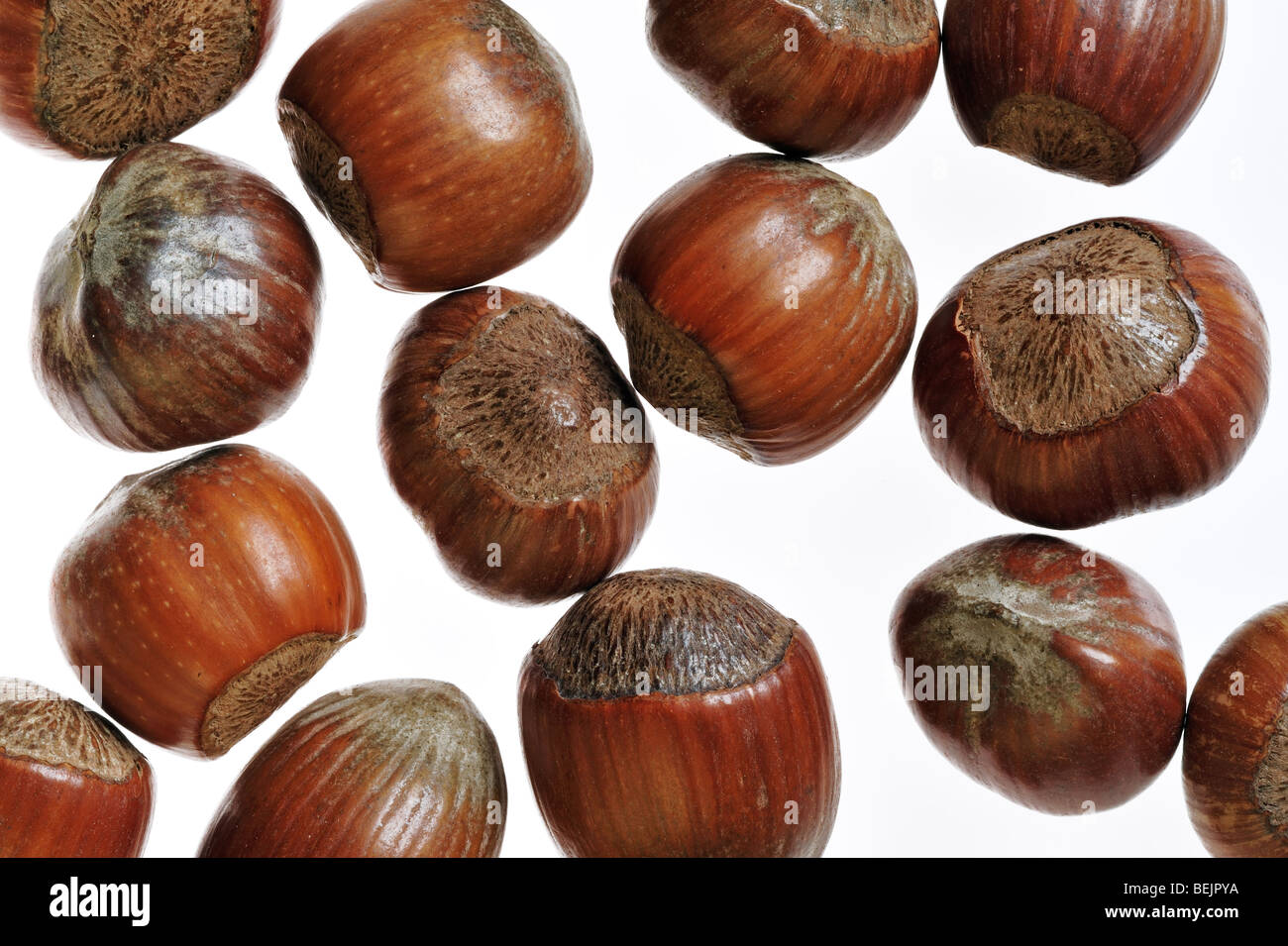 Hazel nuts (corylus avellana) hi-res stock photography and images - Alamy