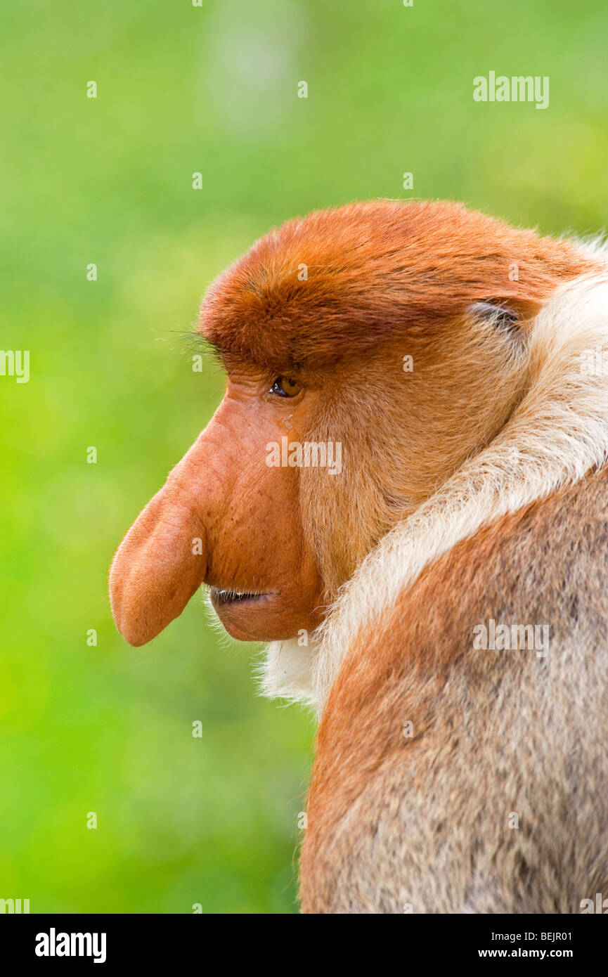 Alpha male Proboscis monkey Stock Photo - Alamy