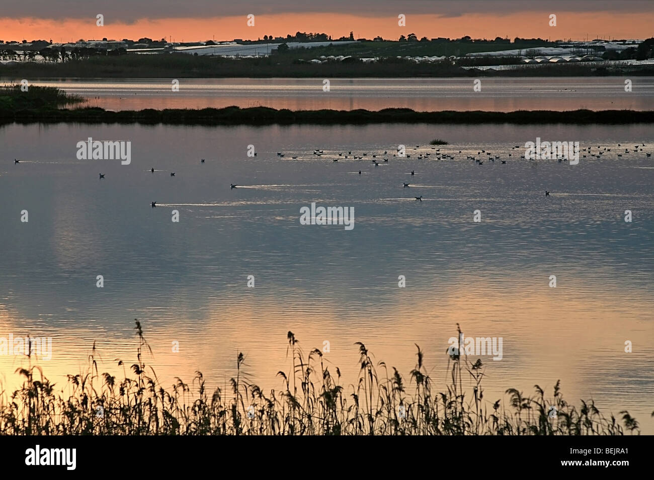 Quagmire hi-res stock photography and images - Alamy