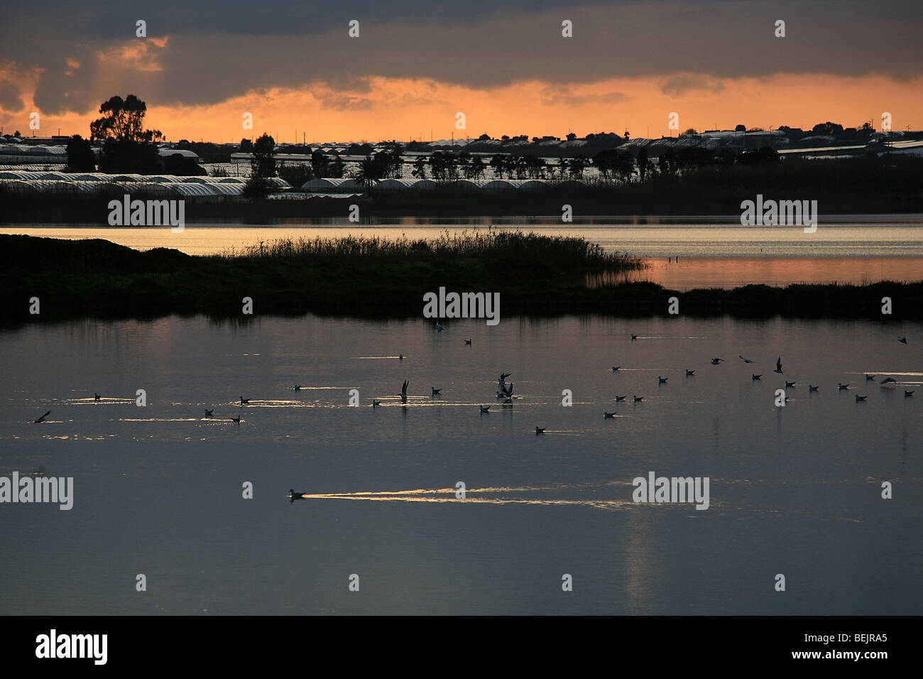 Quagmire hi-res stock photography and images - Alamy