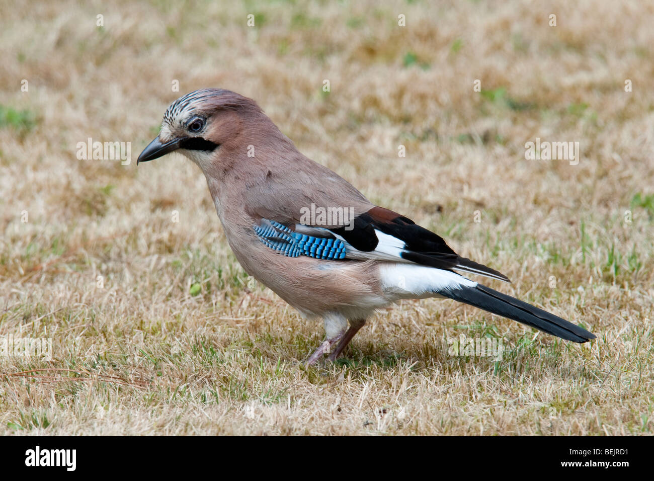 Jay feathers uk hi-res stock photography and images - Alamy