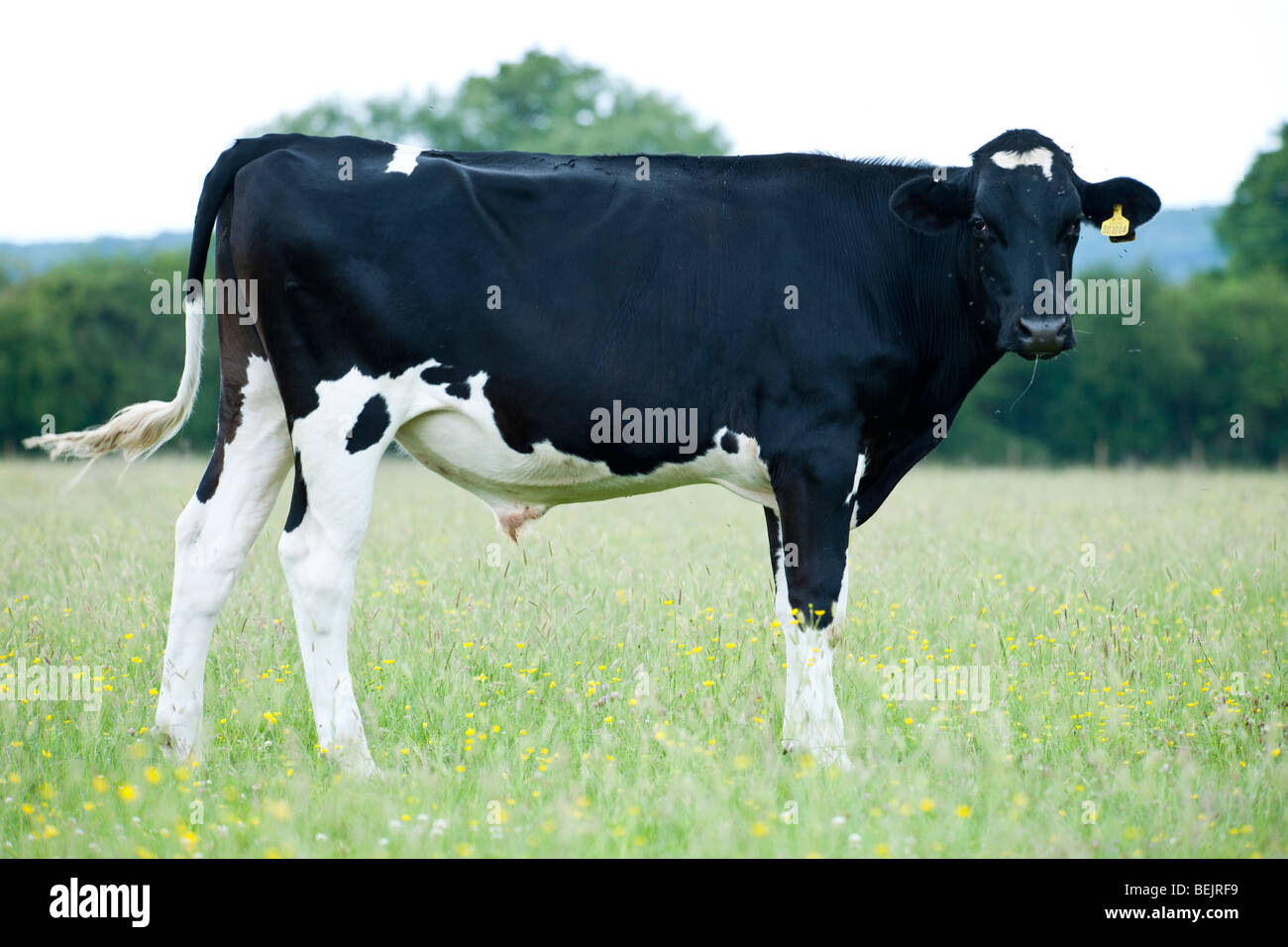 Holstein cow cattle hi-res stock photography and images - Alamy
