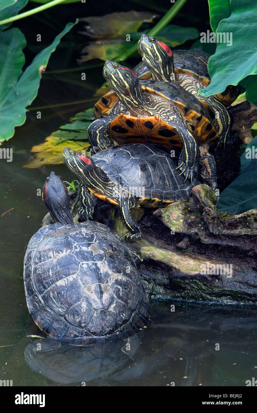 Red eared turtles (Pseudemys scripta elegans), North America Stock ...