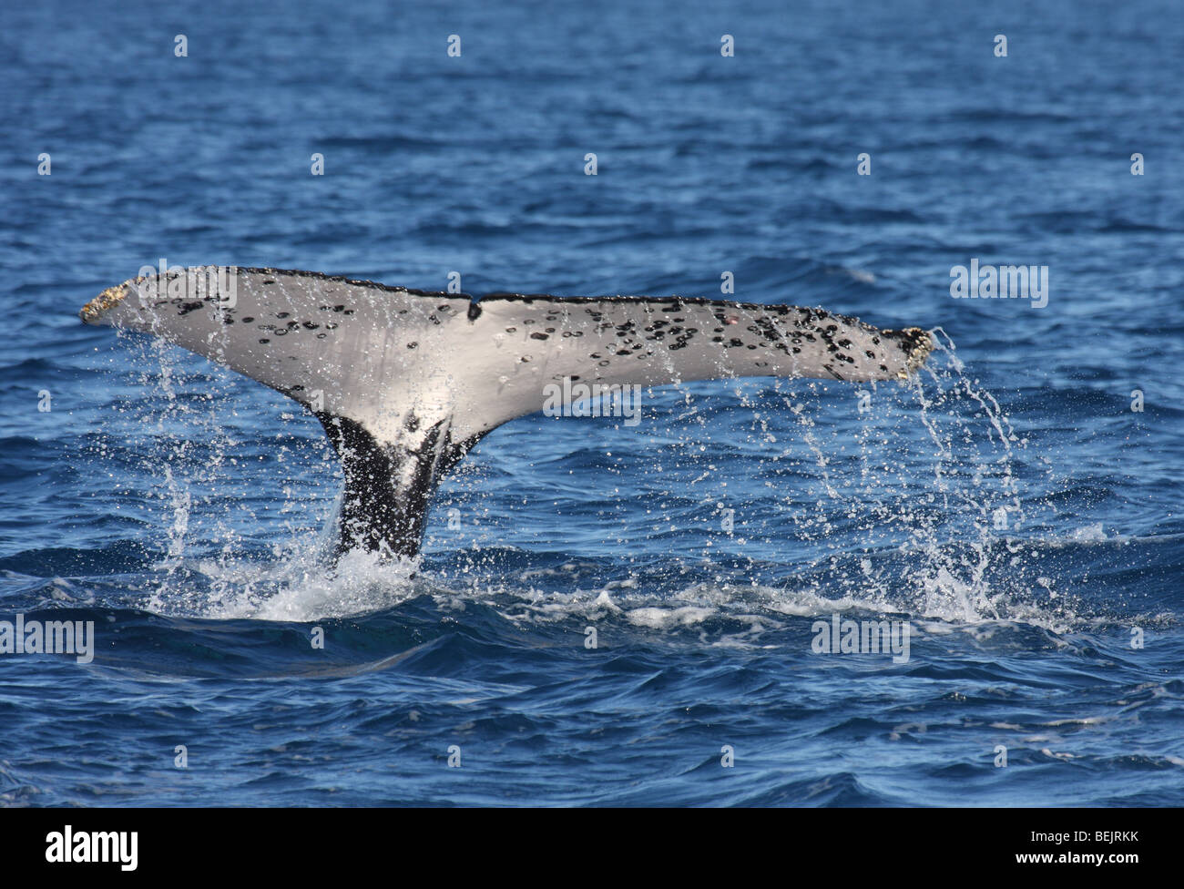 Humpback whale tail Stock Photo - Alamy