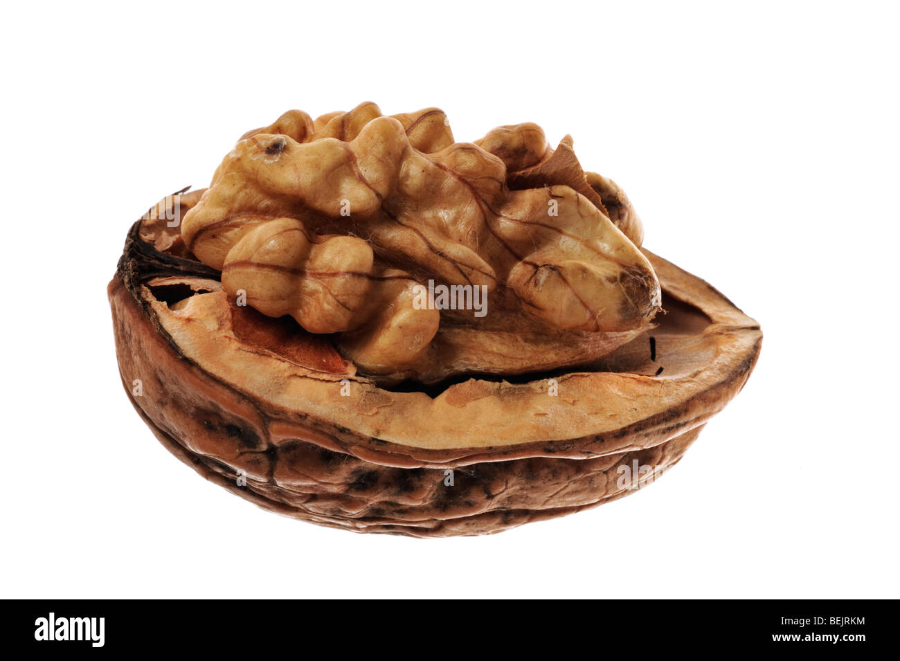 Common walnut / Persian walnut / English walnuts (Juglans regia) native ...