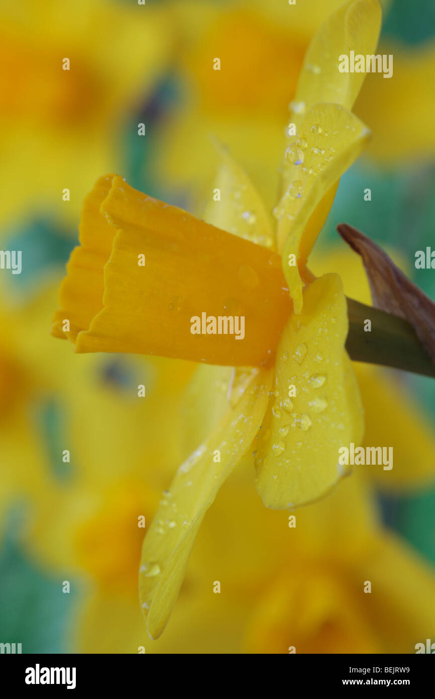 Div 7 narcissus hi-res stock photography and images - Alamy