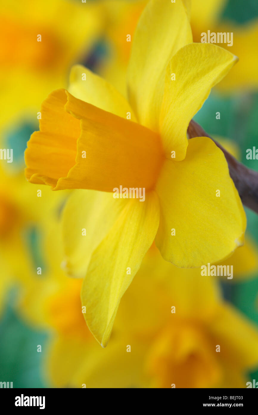 Narcissus 'Sweetness' AGM (Daffodil) Div.7 Jonquilla Stock Photo - Alamy