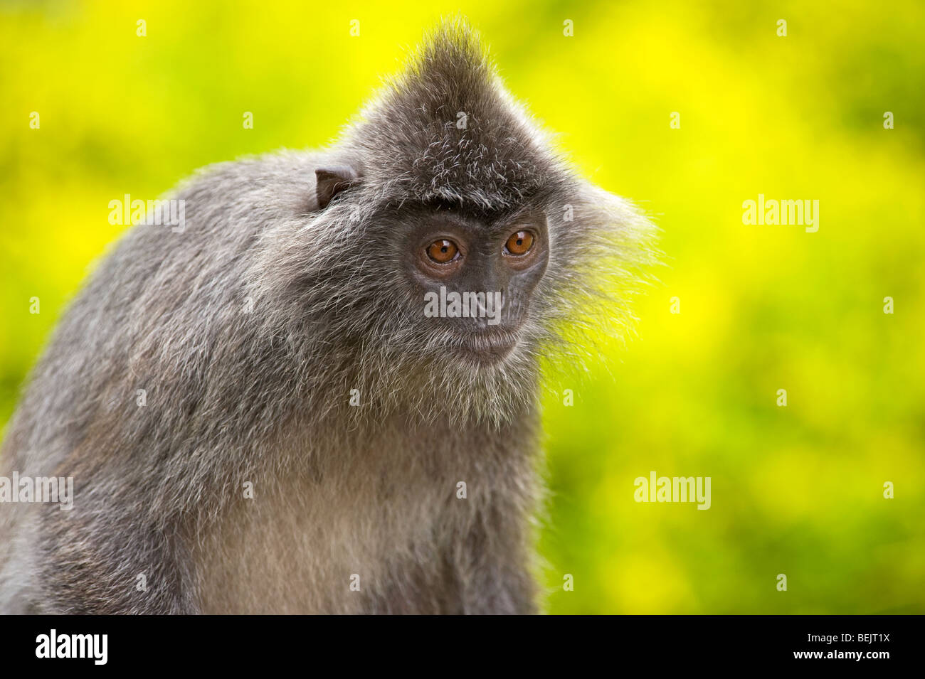 Silver leaf hi-res stock photography and images - Alamy
